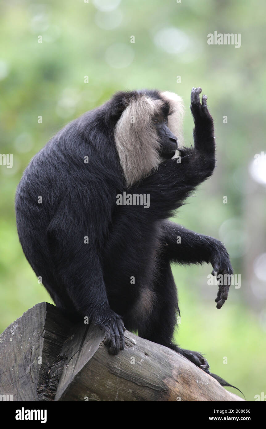 Lion tailed Macaque (Macaca silenus) waving Stock Photo - Alamy