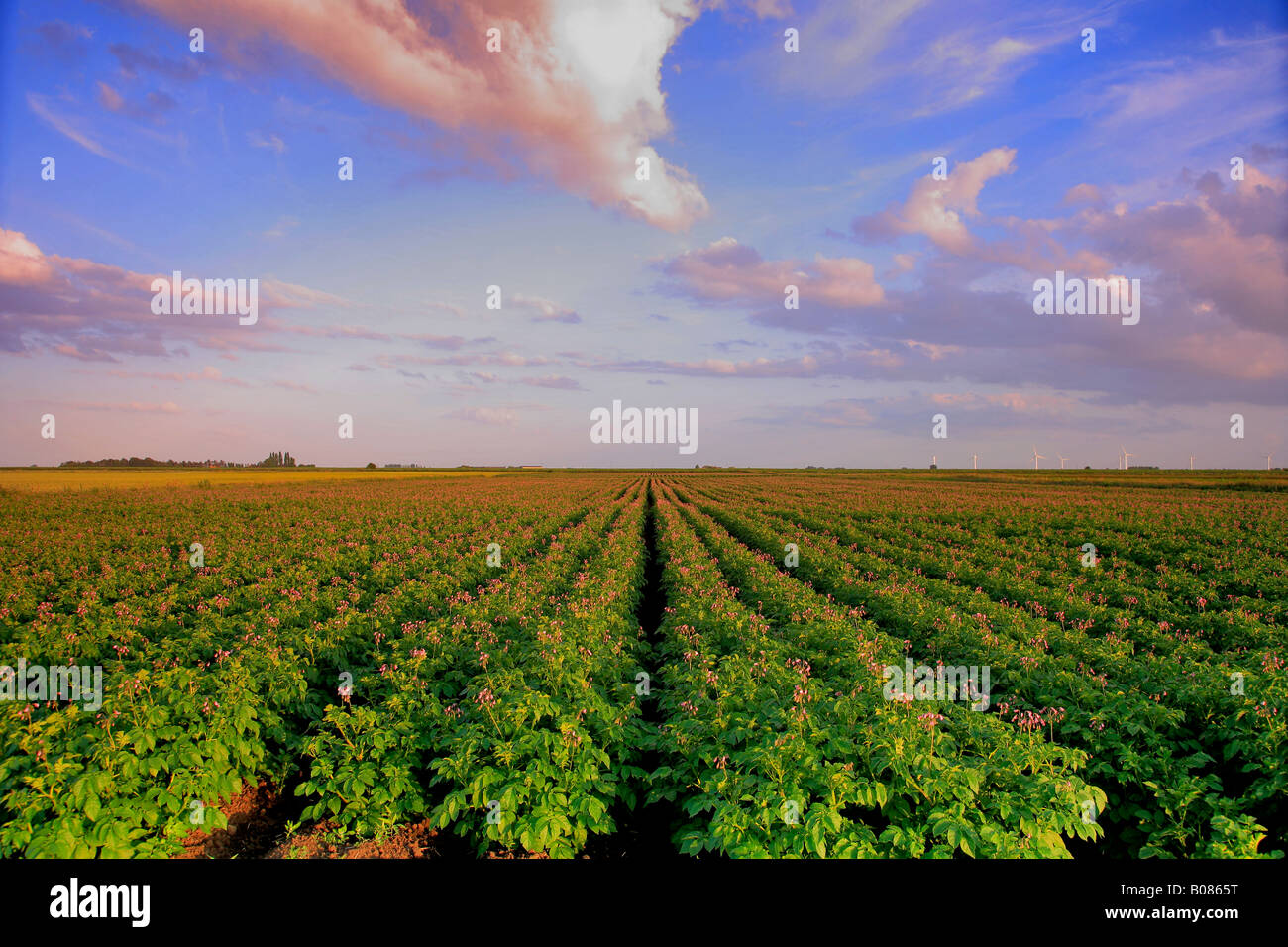 Field of Potato crops growing in a Fenland Field Cambridgeshire England ...