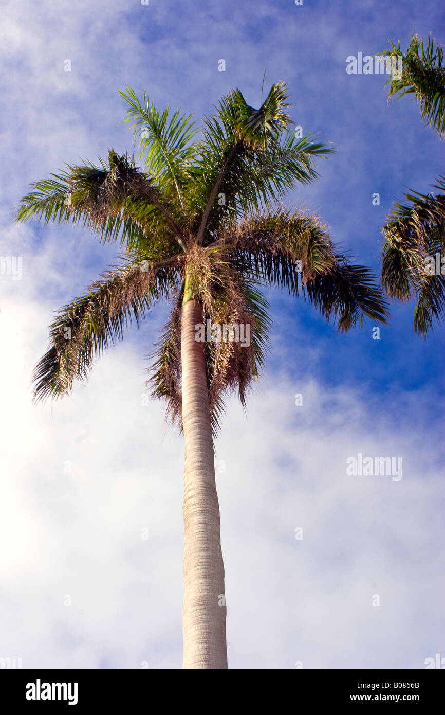 Bermuda palm trees hi-res stock photography and images - Alamy