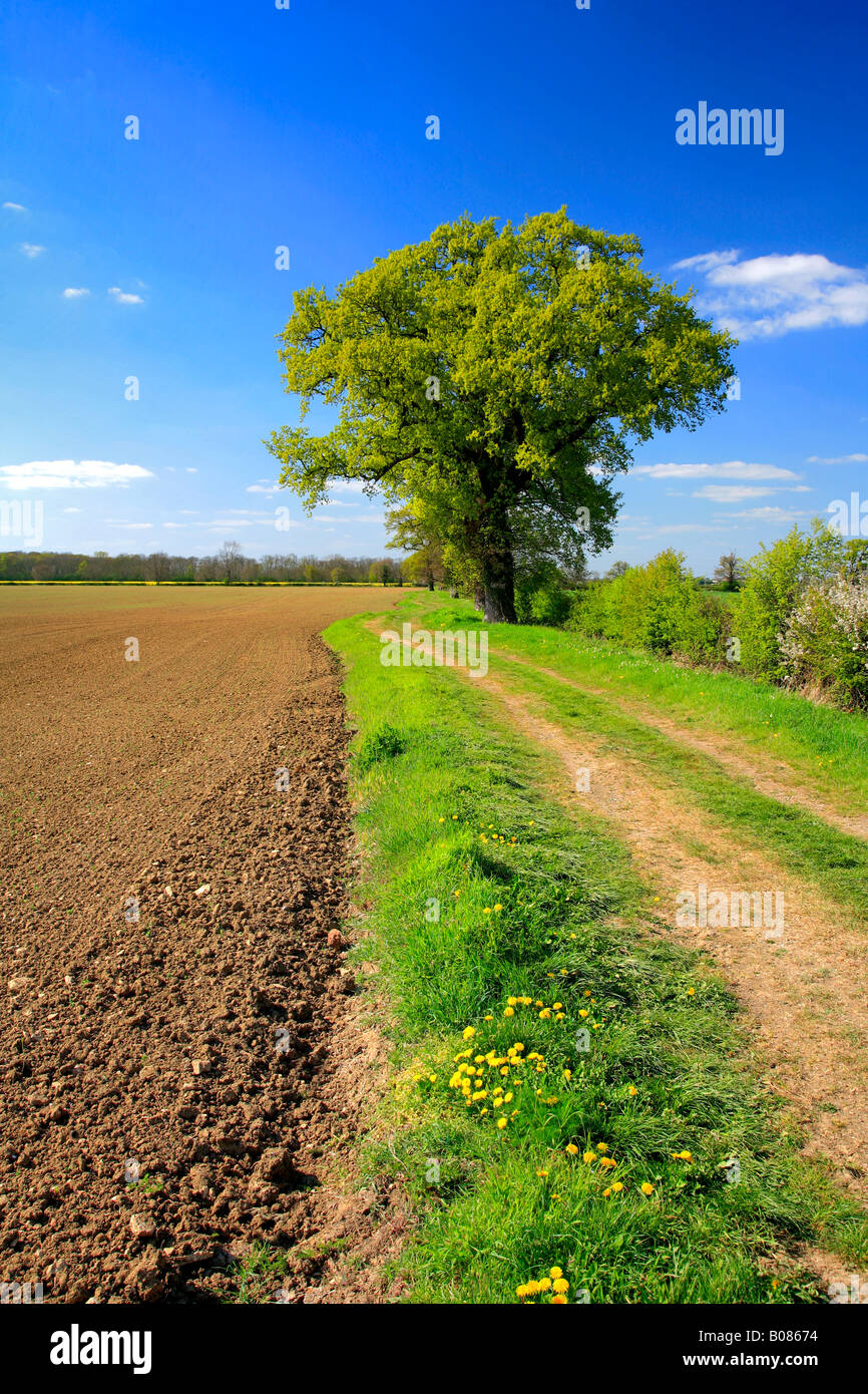 Summer Oak Tree in a Fenland Field Cambridgeshire England Britain UK ...