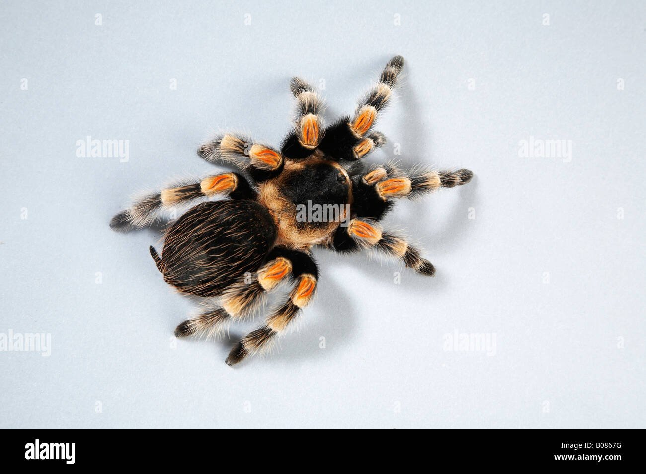 Top view of Red Knee Tarantula Stock Photo - Alamy