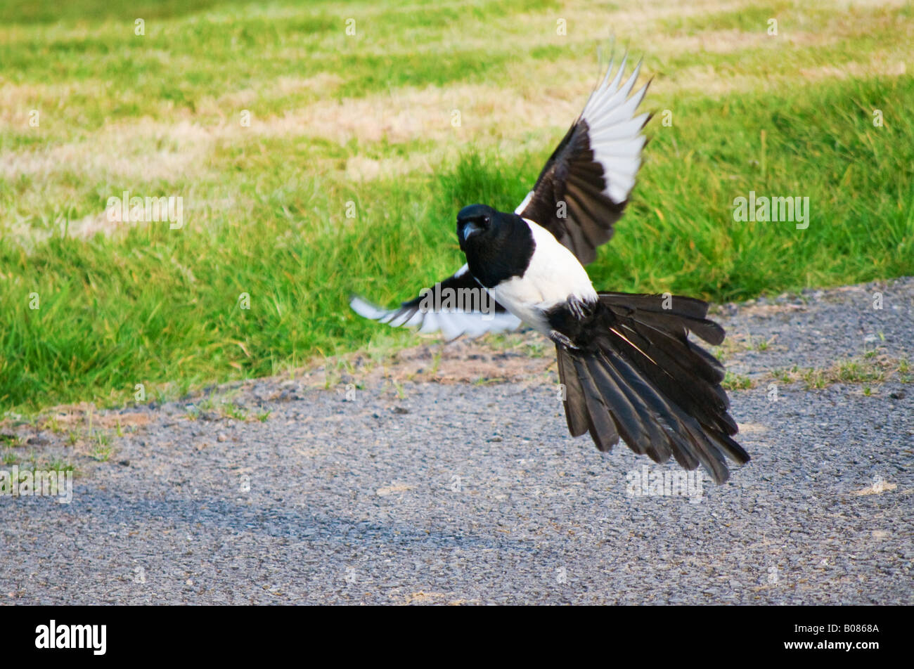 A flying magpie (2 Stock Photo - Alamy