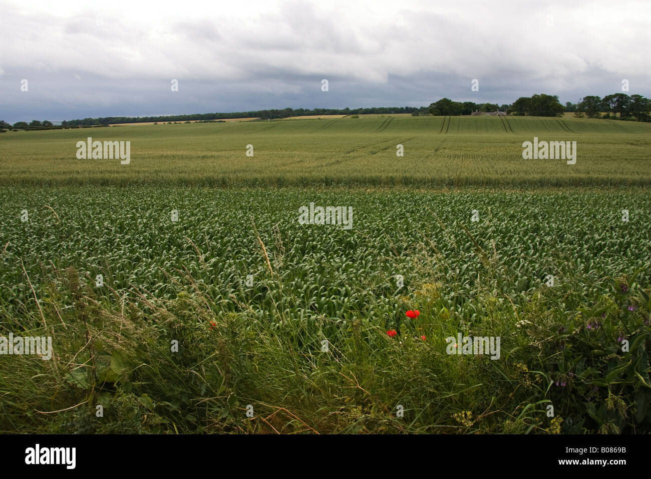 Fields of crops, East Linton, Scotland Stock Photo - Alamy