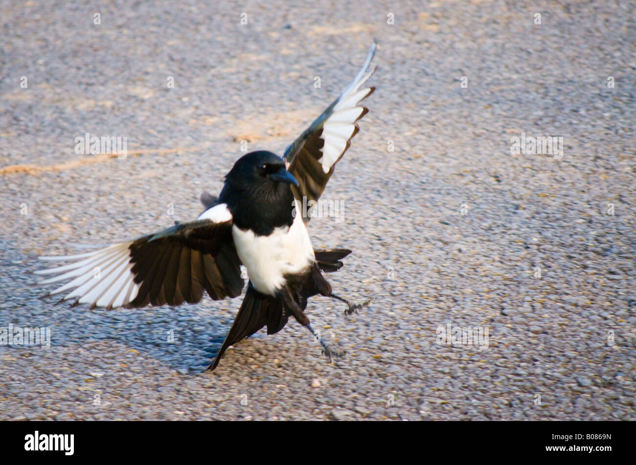 A flying magpie (3 Stock Photo - Alamy