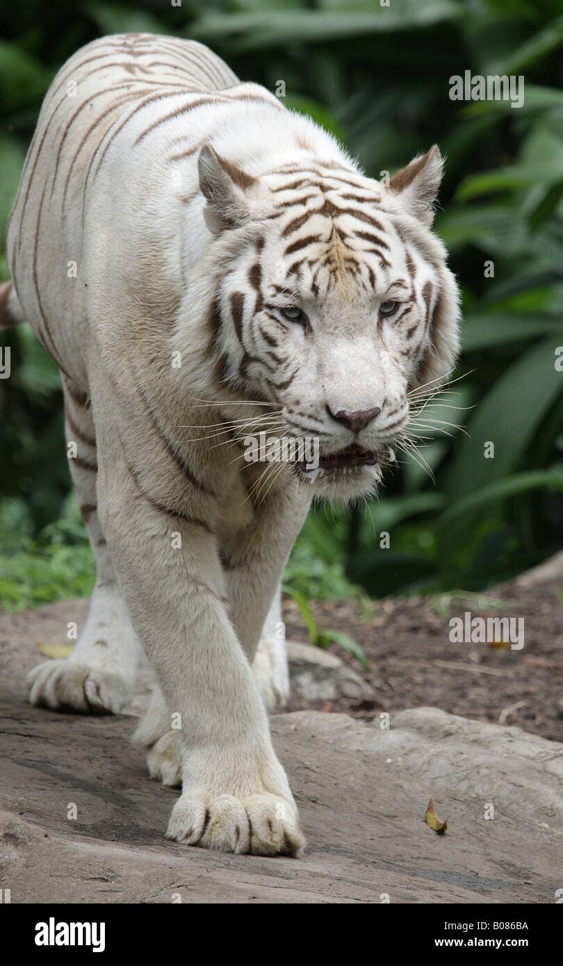 White tiger hi-res stock photography and images - Alamy