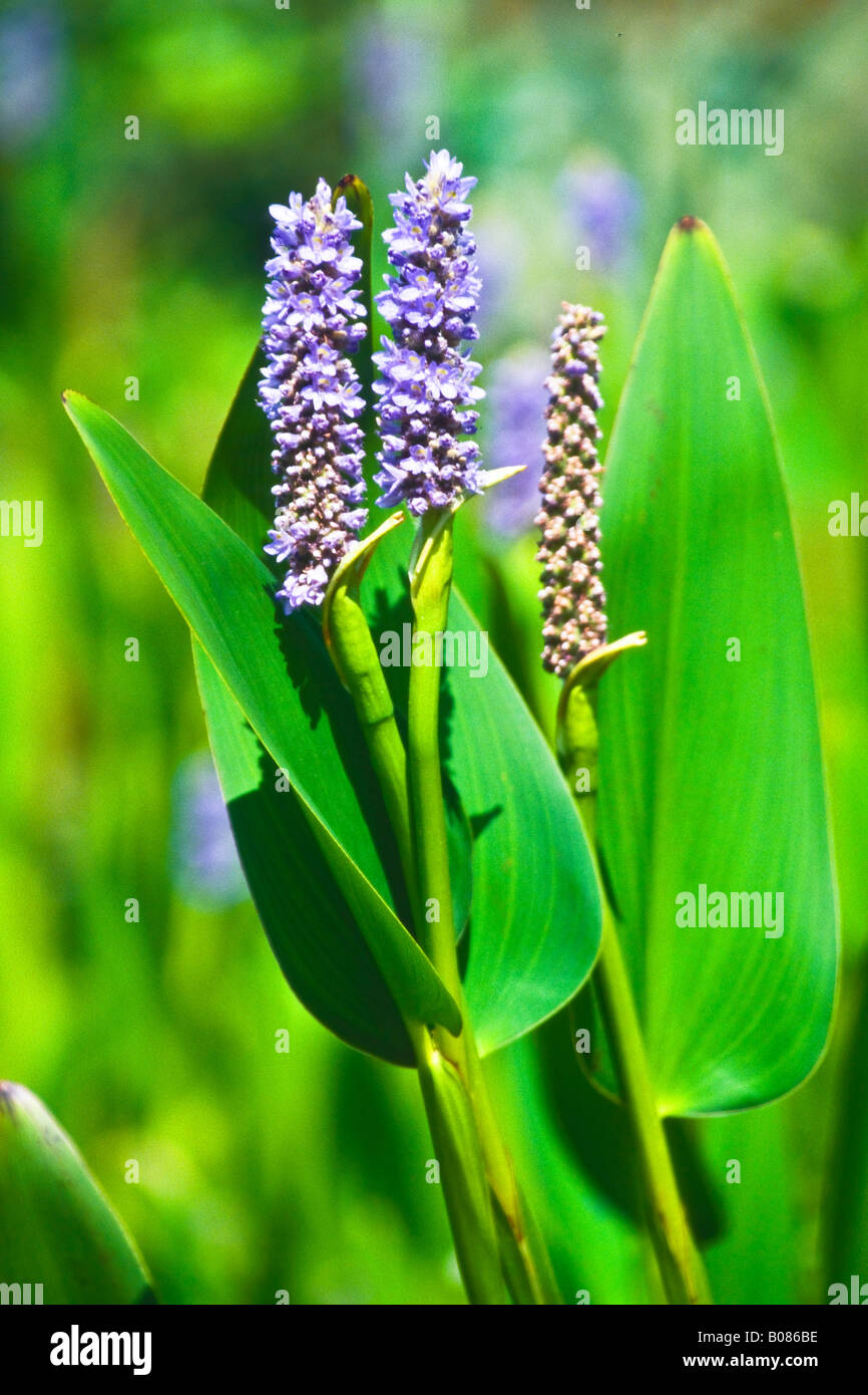 Reed Blossom Blue Stock Photo - Alamy