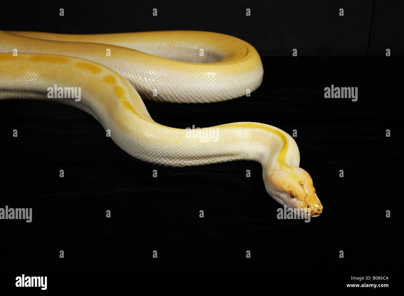 Albino Python crawling Stock Photo - Alamy