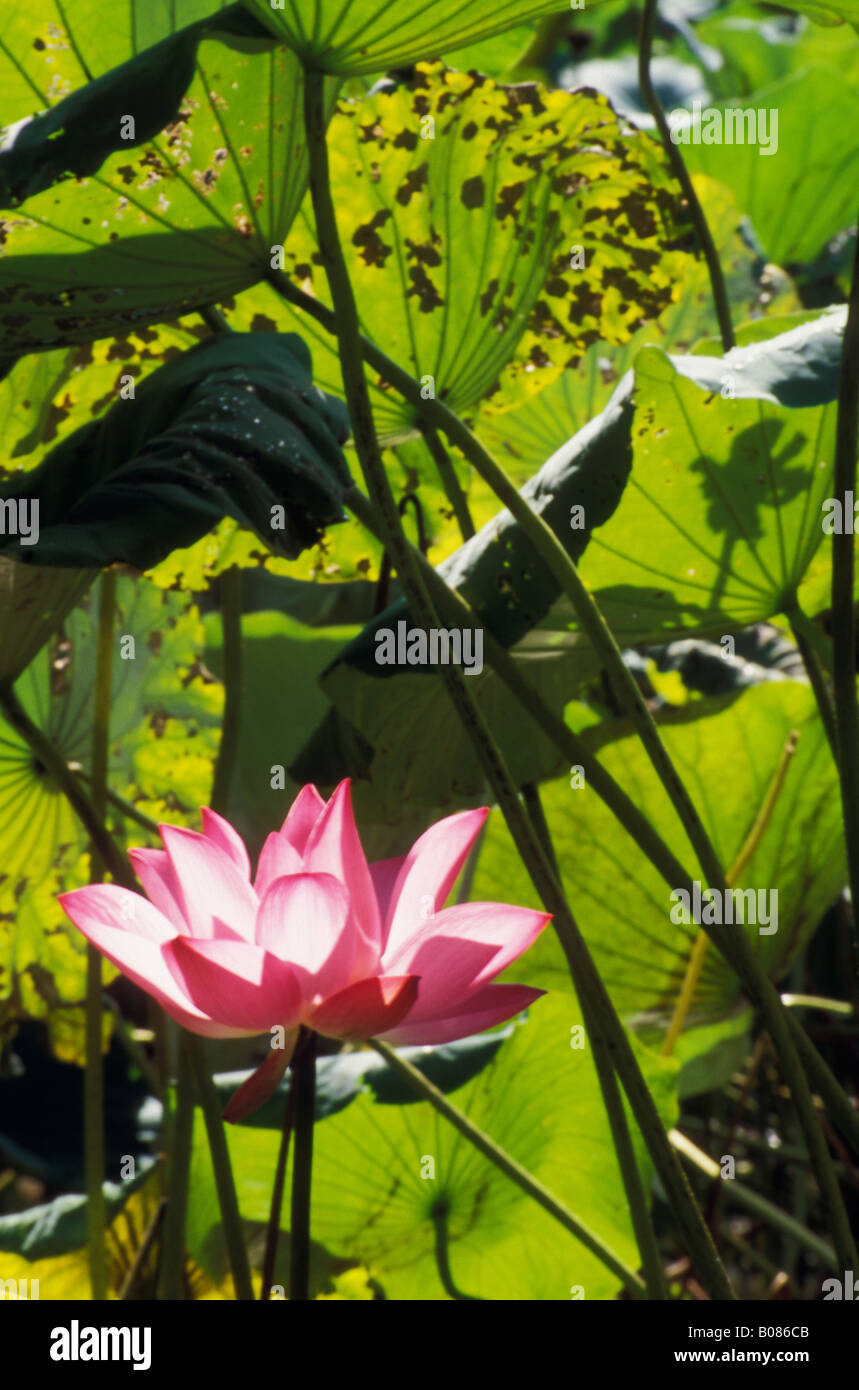 Water Lily Lotus Flower Taichung Park Taichung Taiwan Stock Photo - Alamy