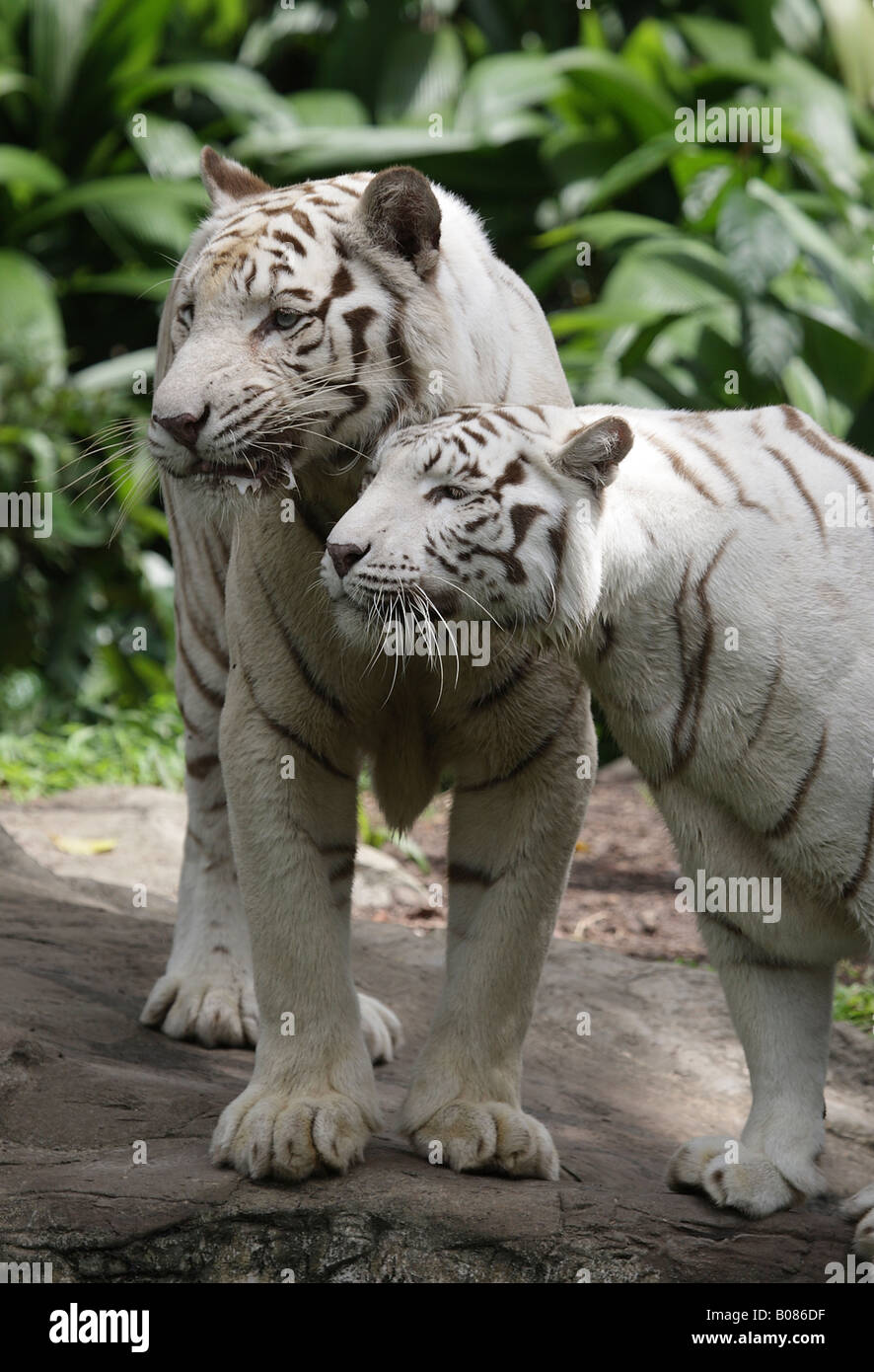 Pair of white tigers Stock Photo - Alamy