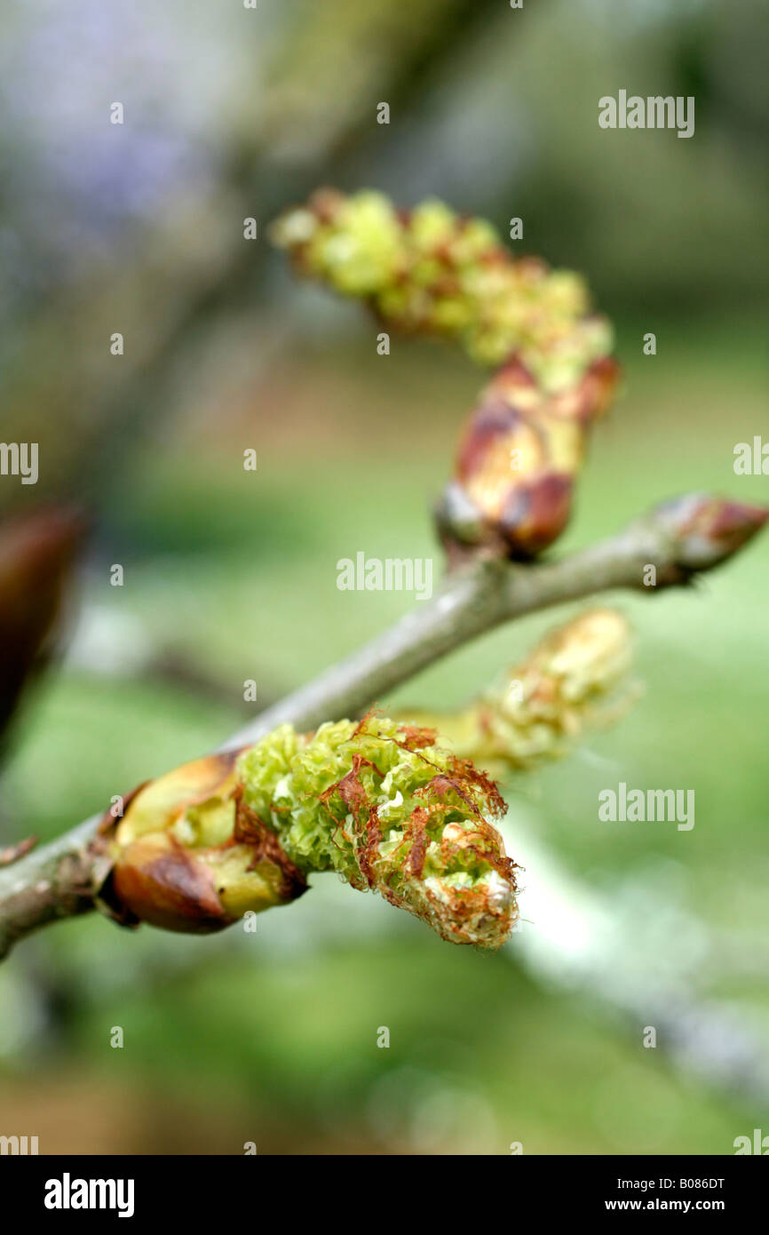 Emerging flowers hi-res stock photography and images - Alamy