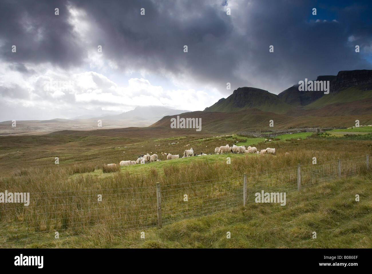 Dramatic landscape with sheep flock, near Staffin, Skye, Scotland Stock ...