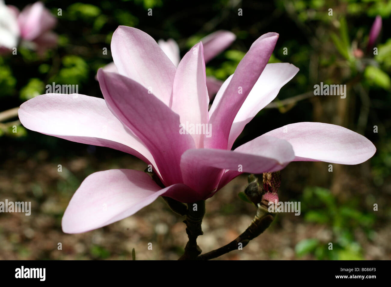 Magnolia apollo pink cups tulip tree april deciduous hi-res stock ...