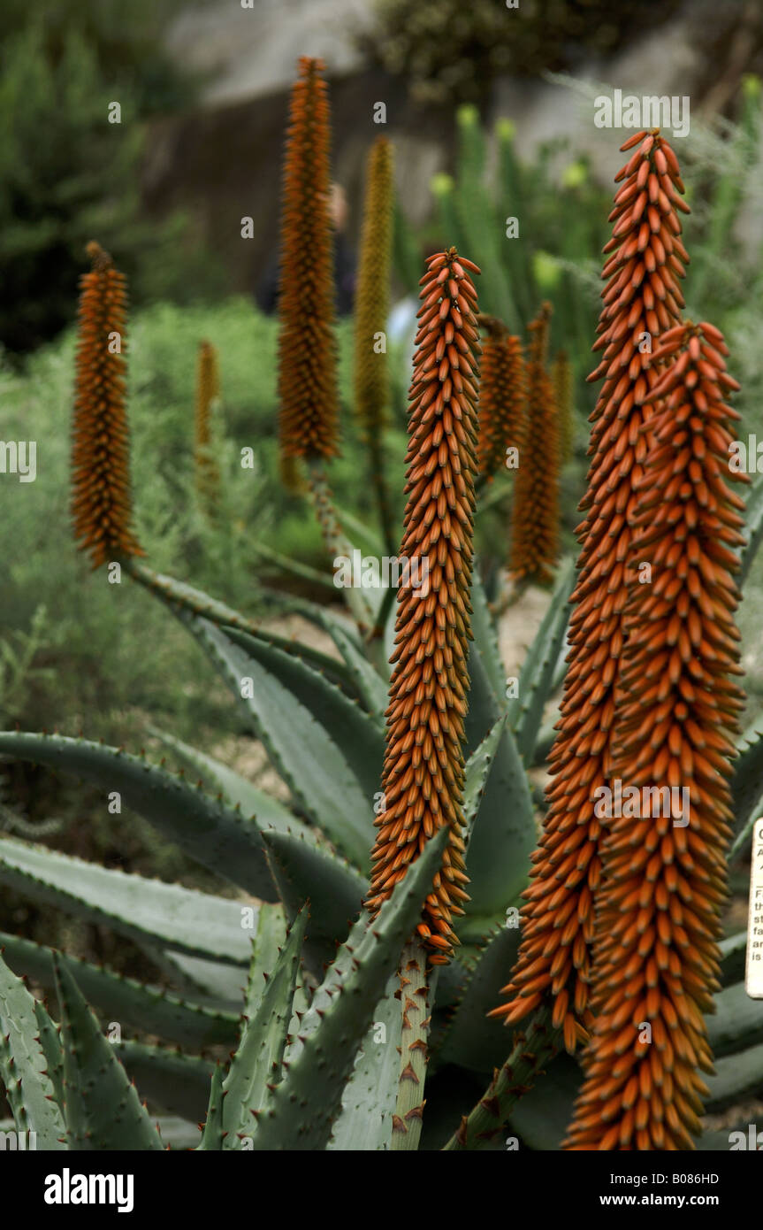 Eden s Project flora Stock Photo - Alamy