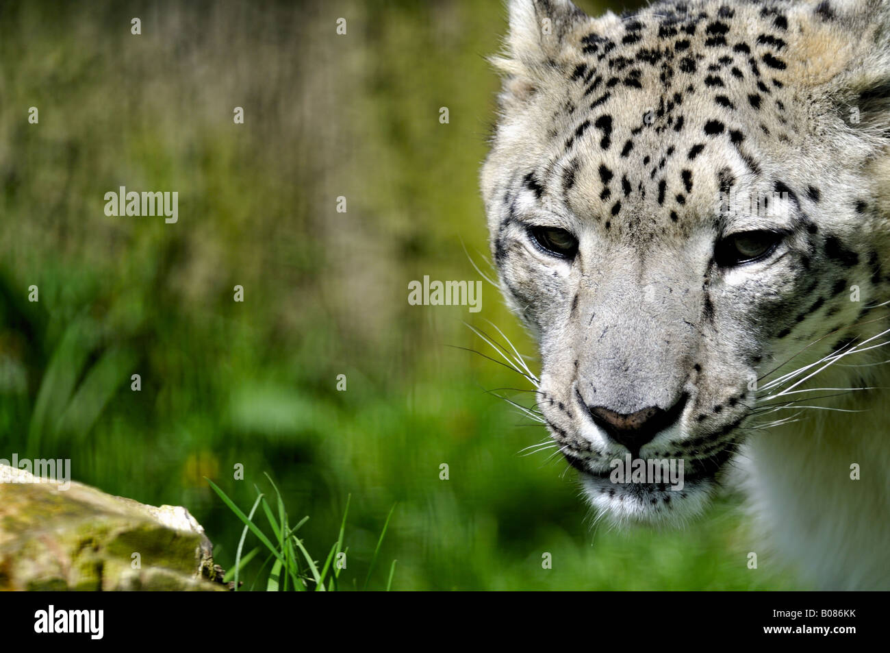 Snow leopard (Panthera uncia Stock Photo - Alamy