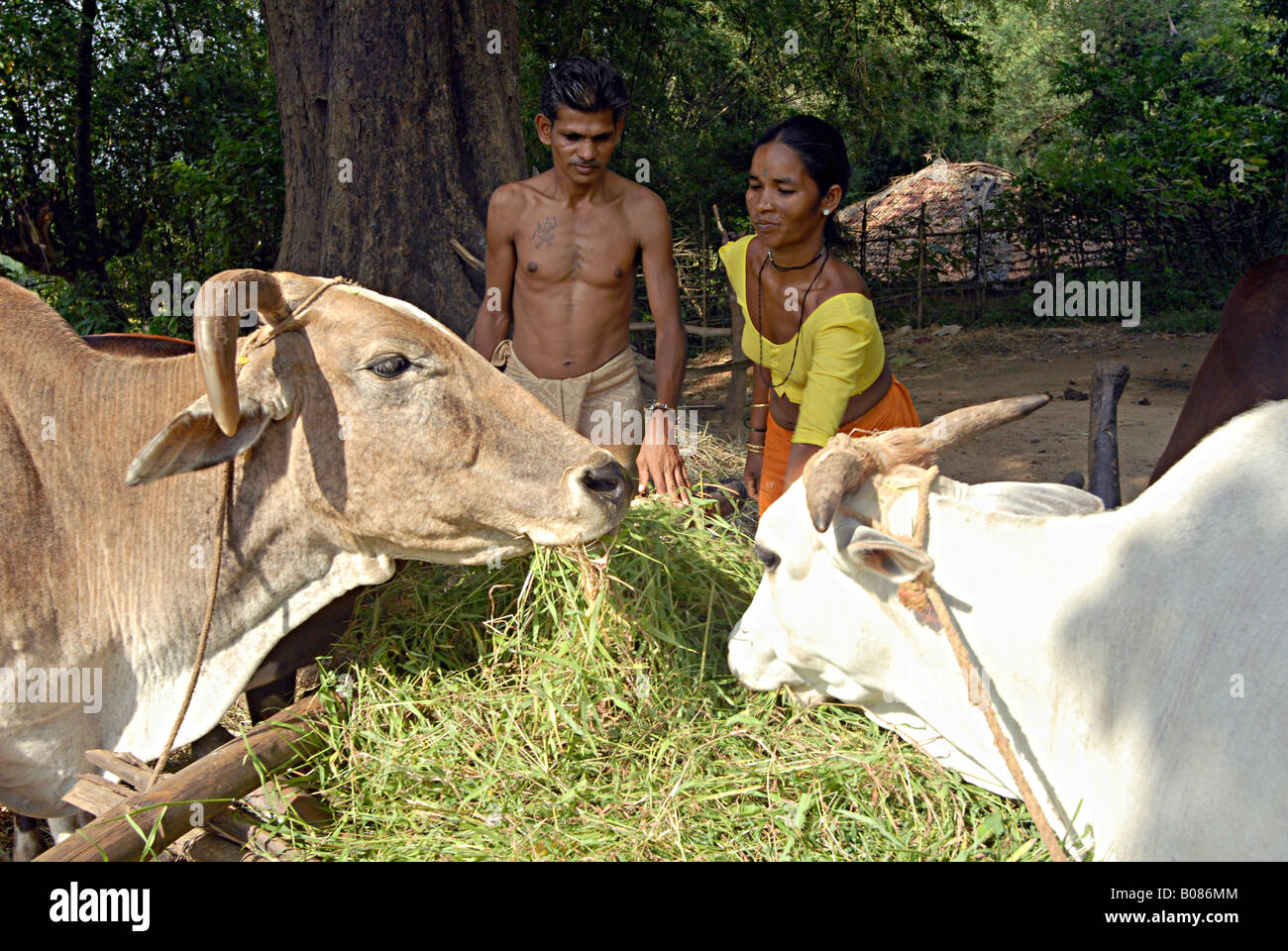 Tribal Couple feeding Bull Stock Photo - Alamy