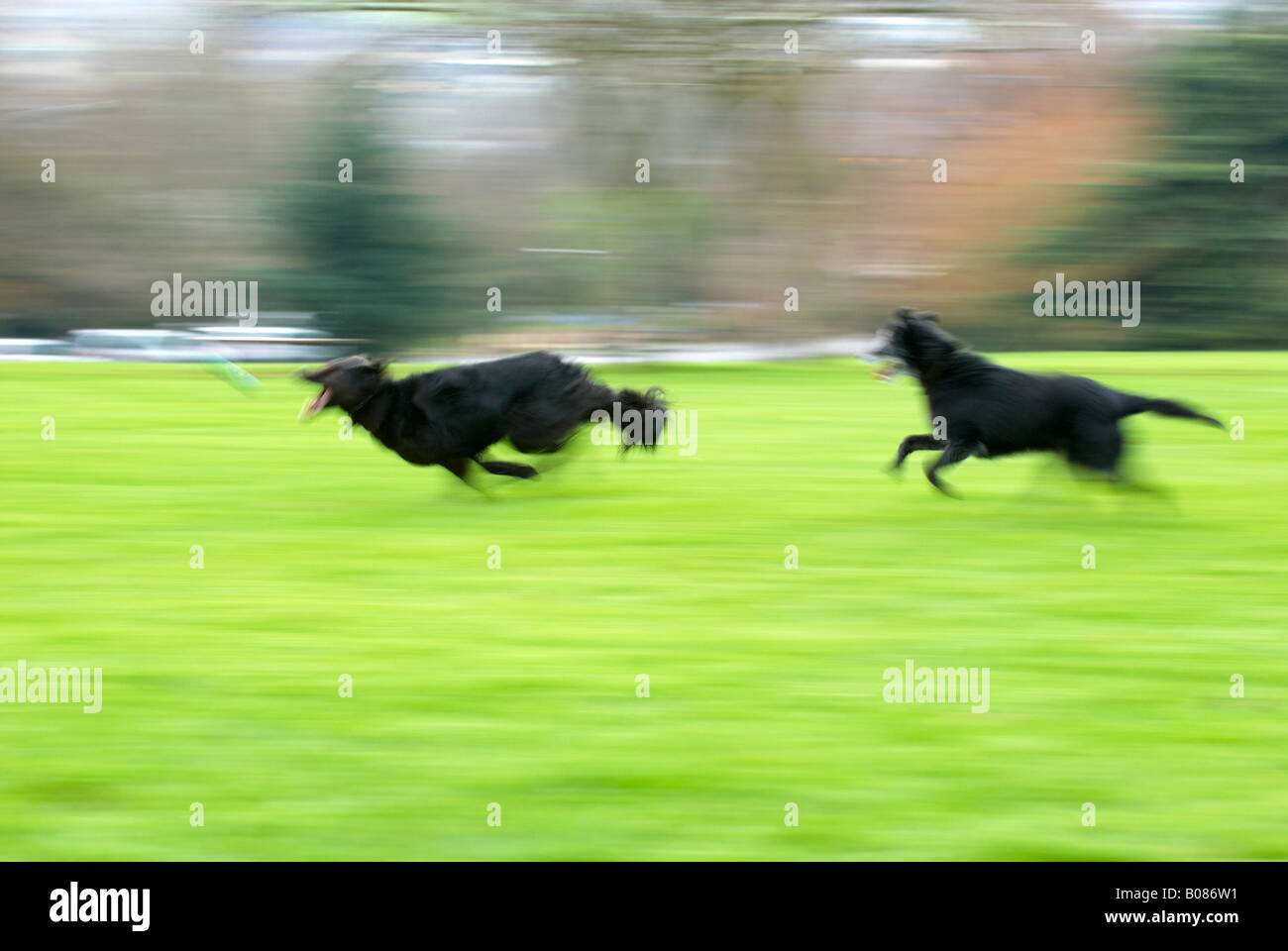 Two black dogs running after a ball showing a lot of blurry action as ...