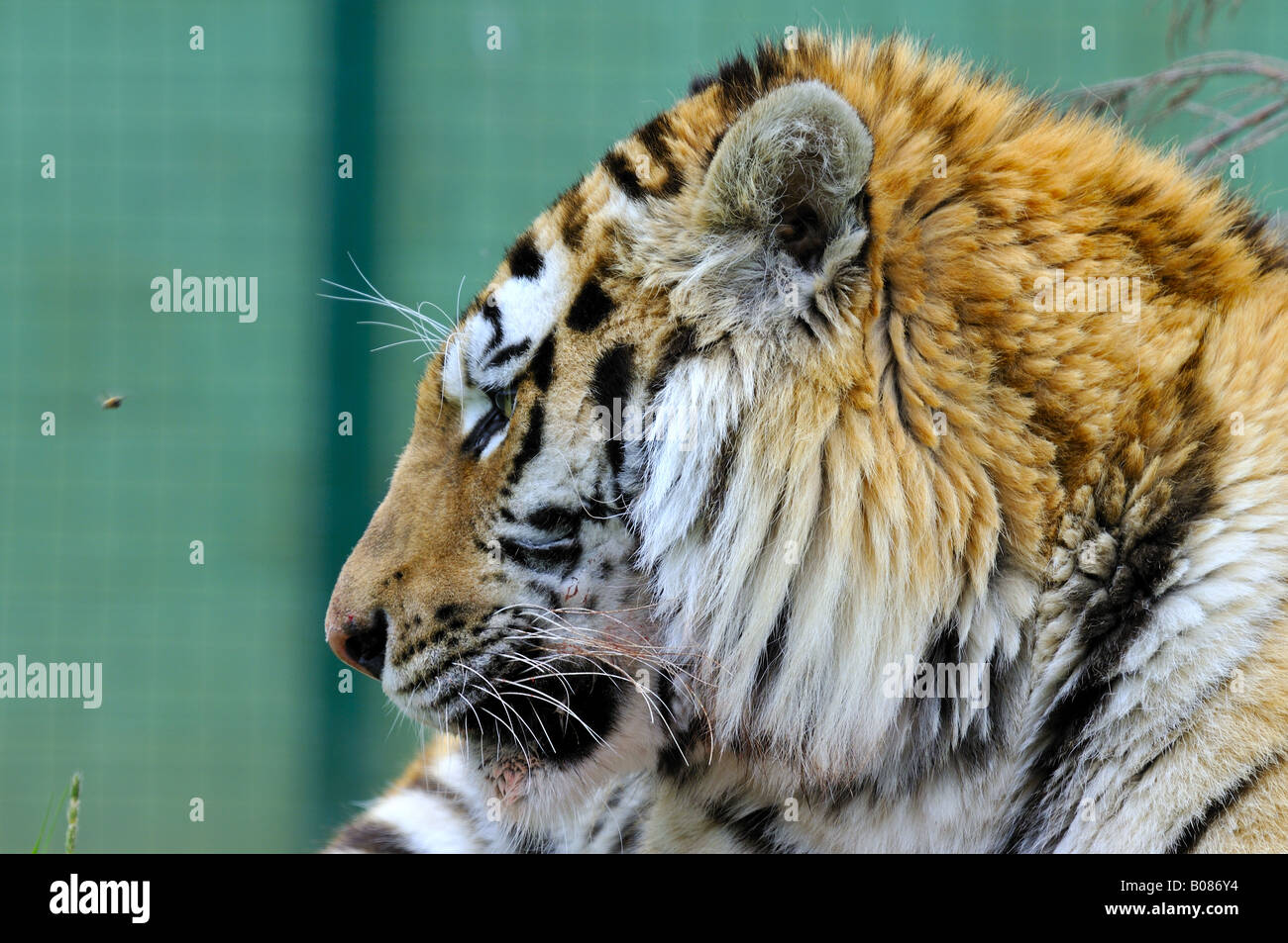 Tiger panthera tigris big cats hi-res stock photography and images - Alamy