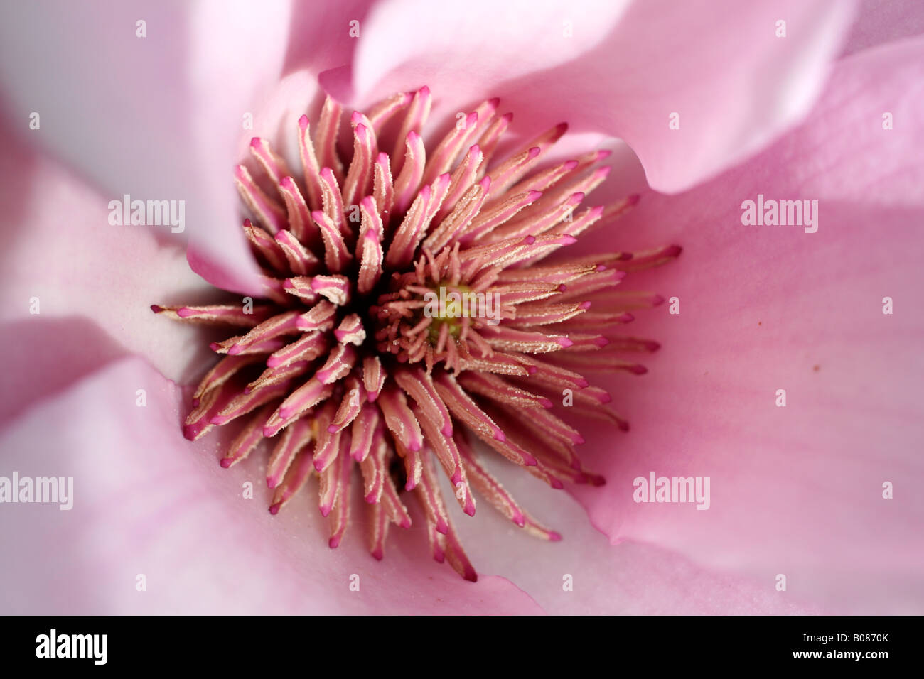 Magnolia apollo pink cups tulip tree april deciduous hi-res stock ...