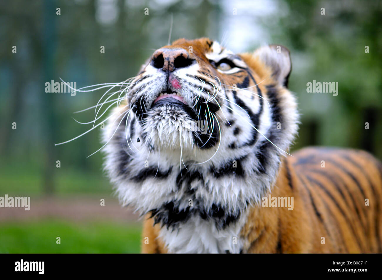 Tiger looking up hi-res stock photography and images - Alamy