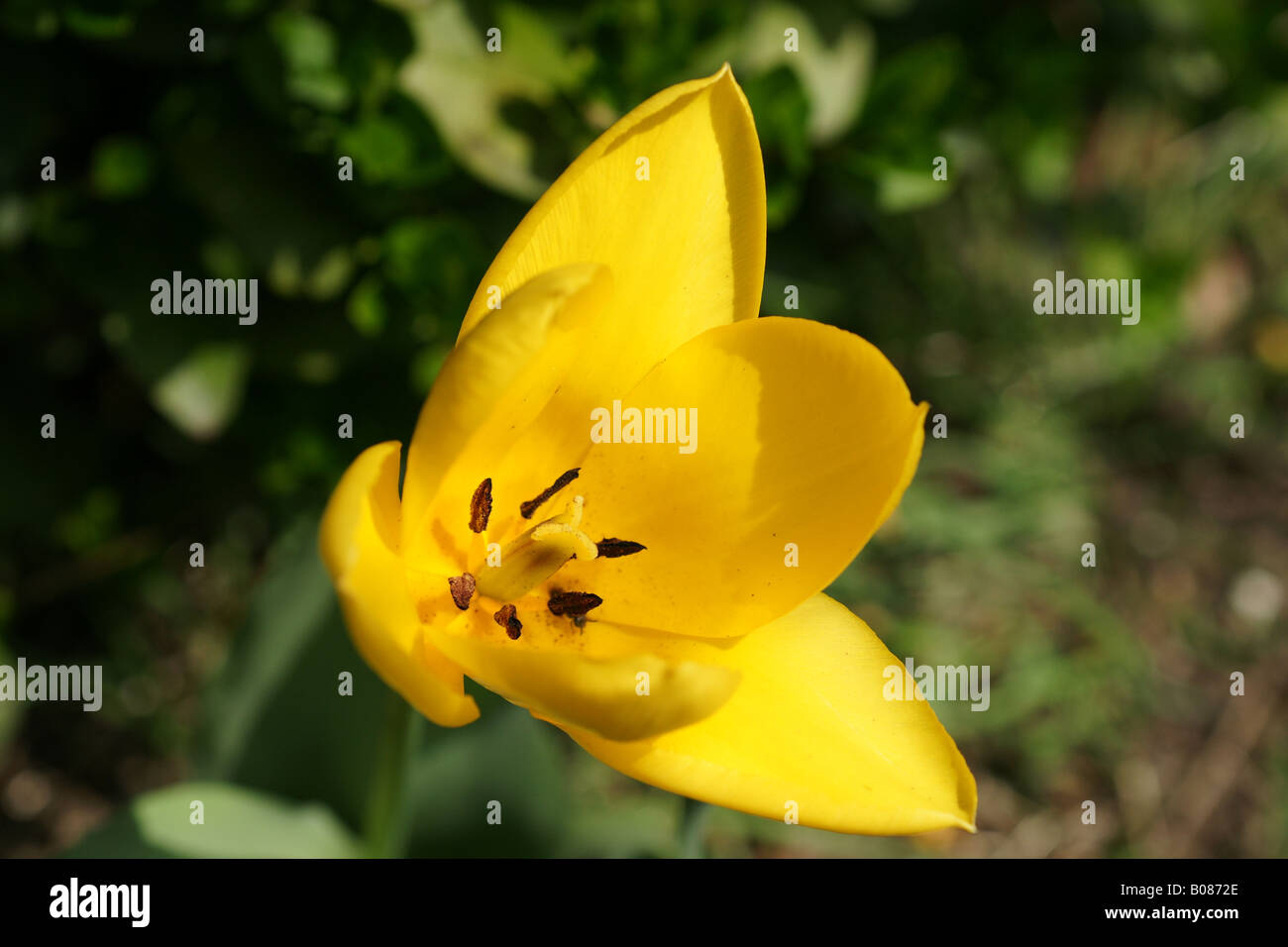 Yellow tulip flower Stock Photo - Alamy