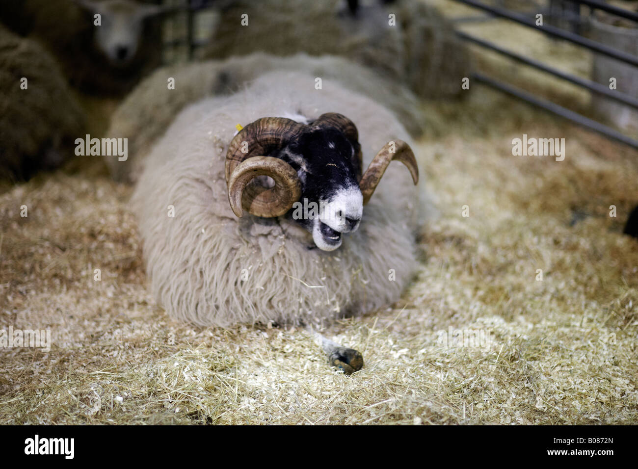 Sheared sheeps hi-res stock photography and images - Alamy