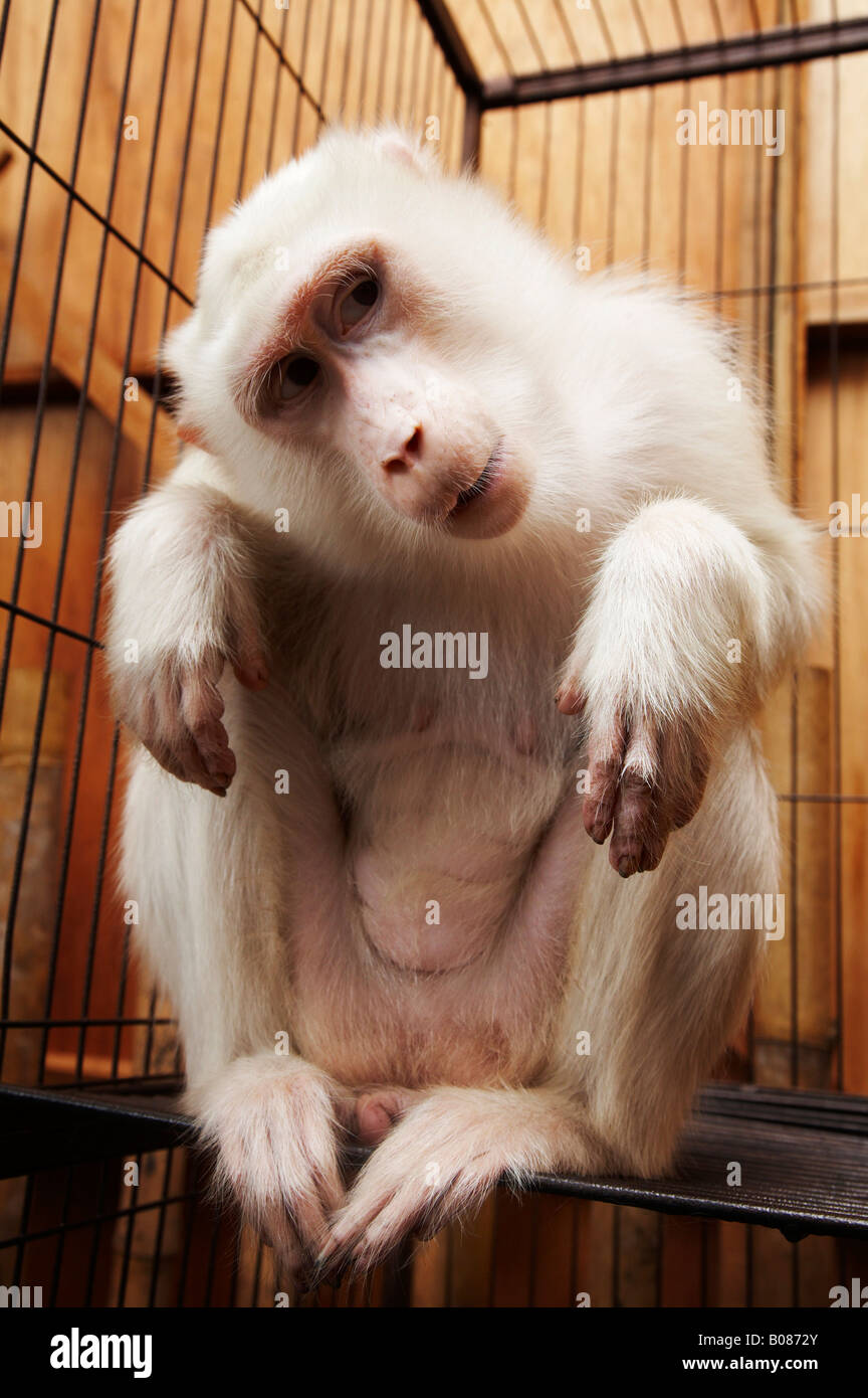 Monkey communicating hi-res stock photography and images - Alamy