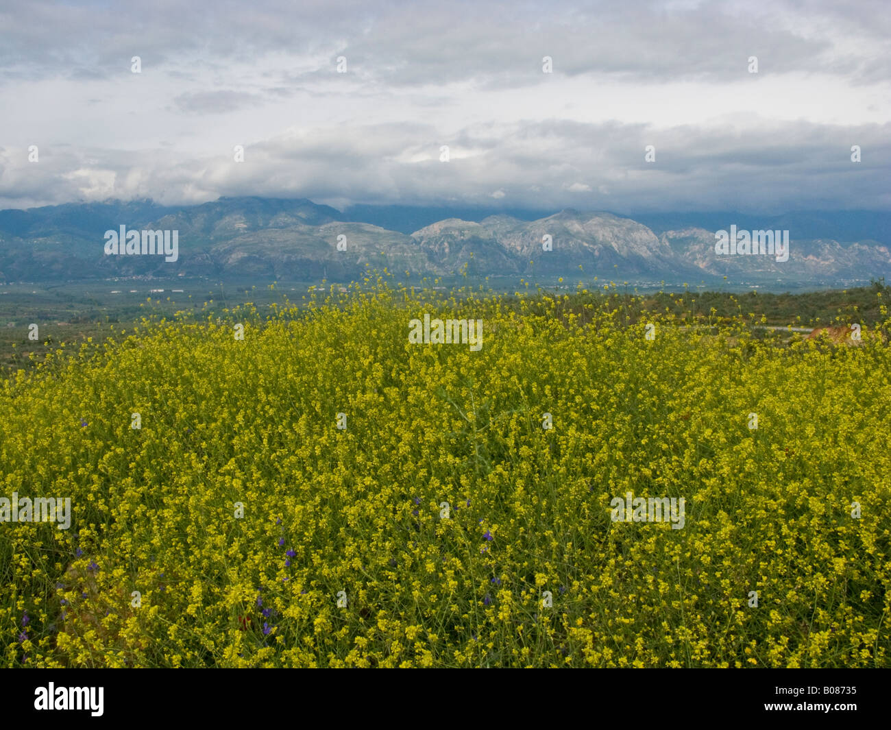 countryside between Sparta and Leonida, Lakonia province, Peloponnese ...