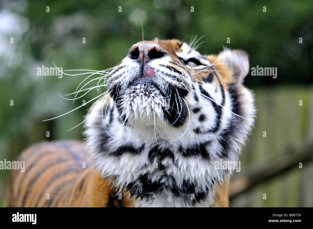 Tiger looking up hi-res stock photography and images - Alamy