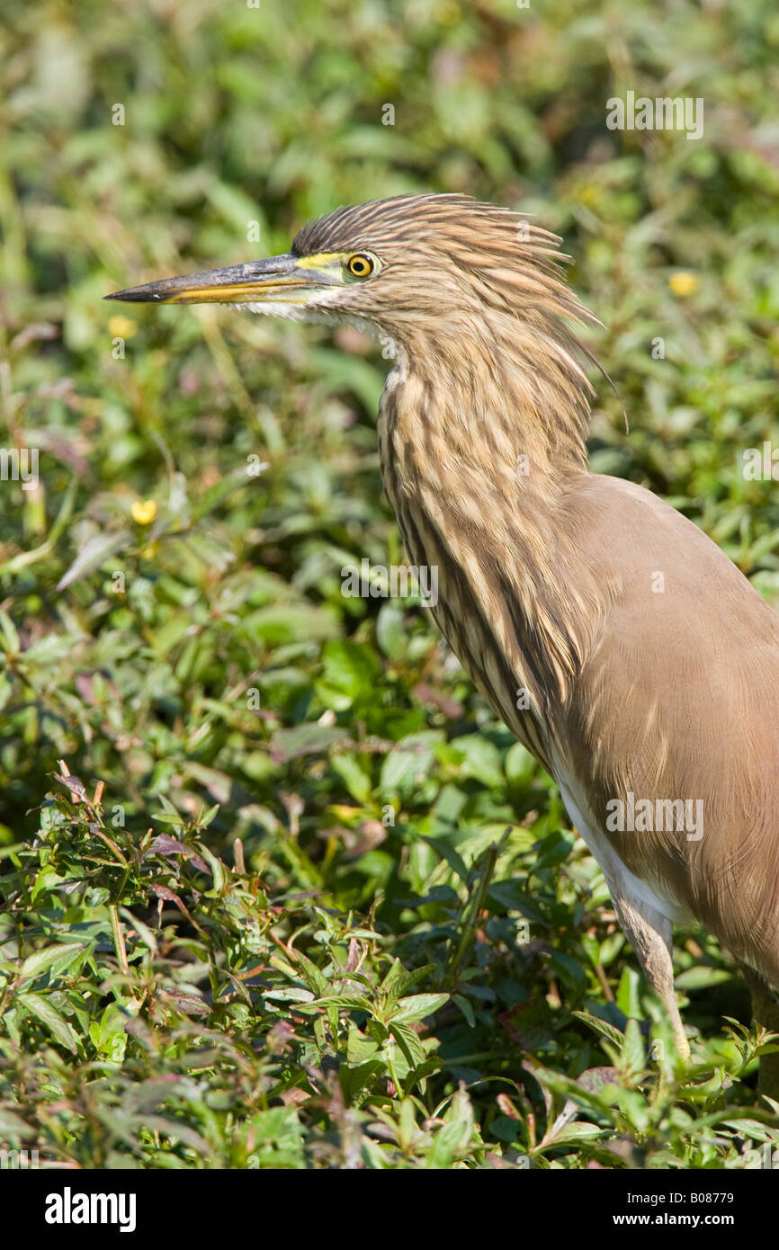 Indian Pond-heron (Ardeola grayii Stock Photo - Alamy