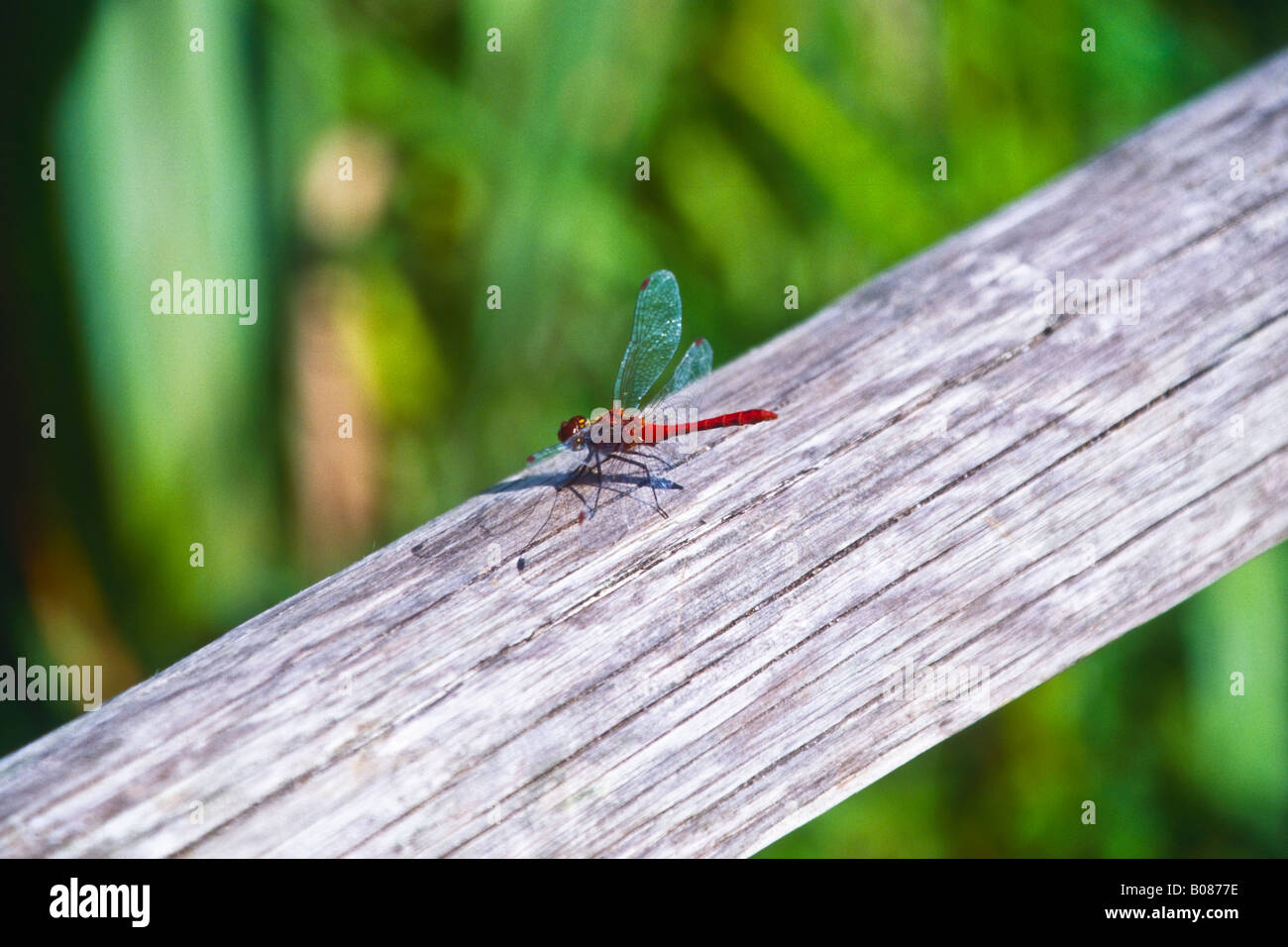 Red odonata hi-res stock photography and images - Alamy