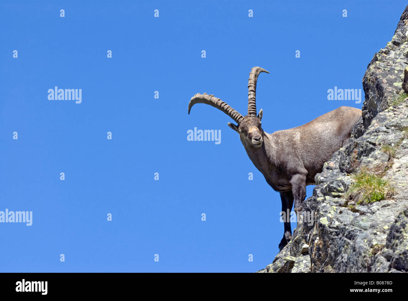 Alpine Ibex (Capra ibex), male standing in a cliff Stock Photo - Alamy