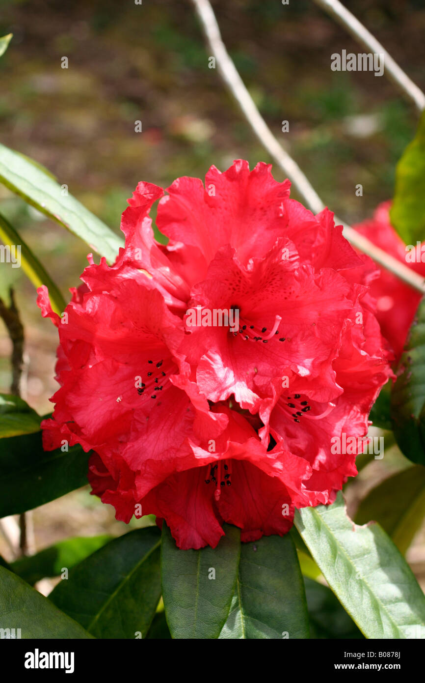 RHODODENDRON TAURUS AGM Stock Photo - Alamy