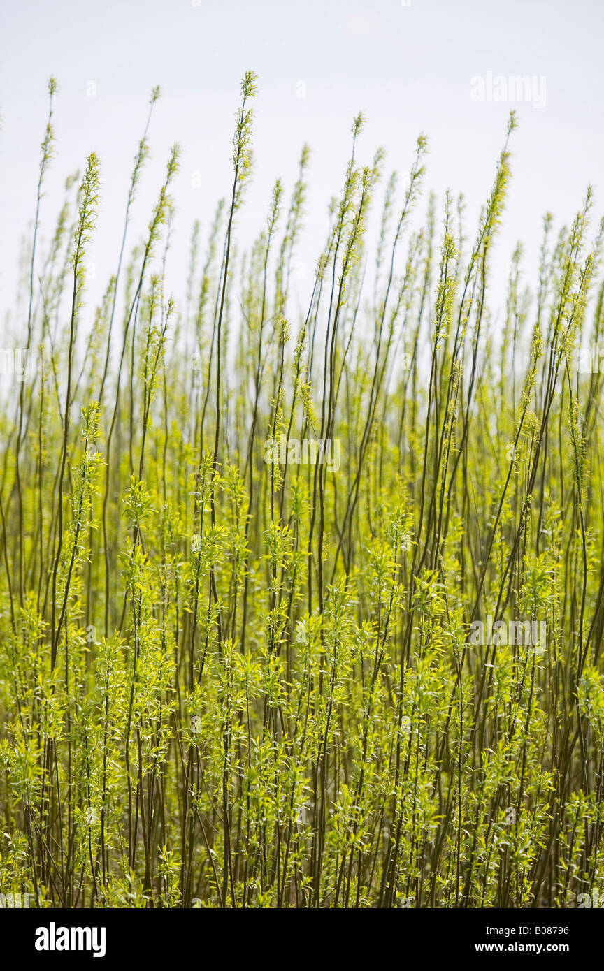 Biofuel clean hi-res stock photography and images - Alamy