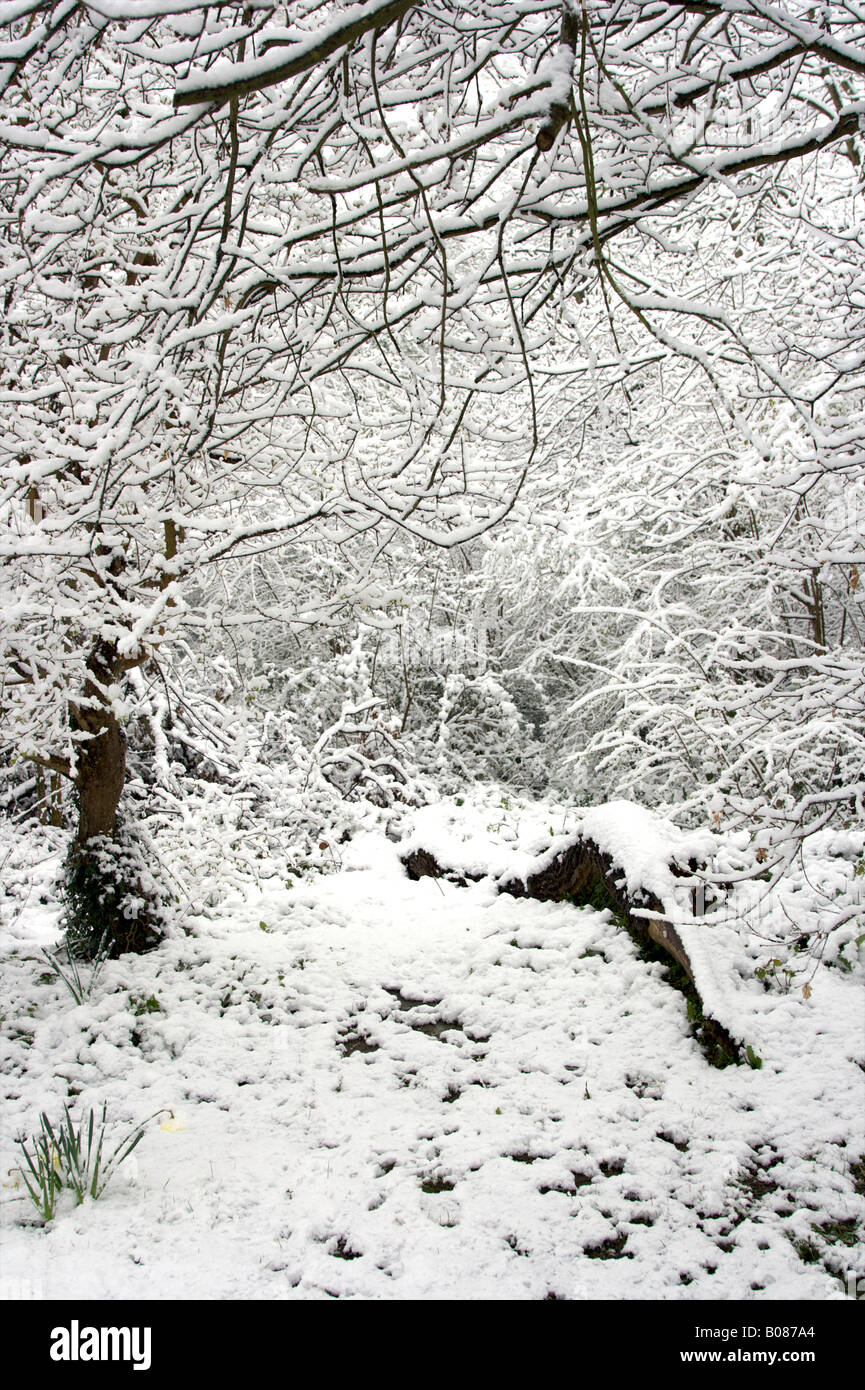 A SNOWY SURREY WINTER WOODLAND IN APRIL Stock Photo - Alamy