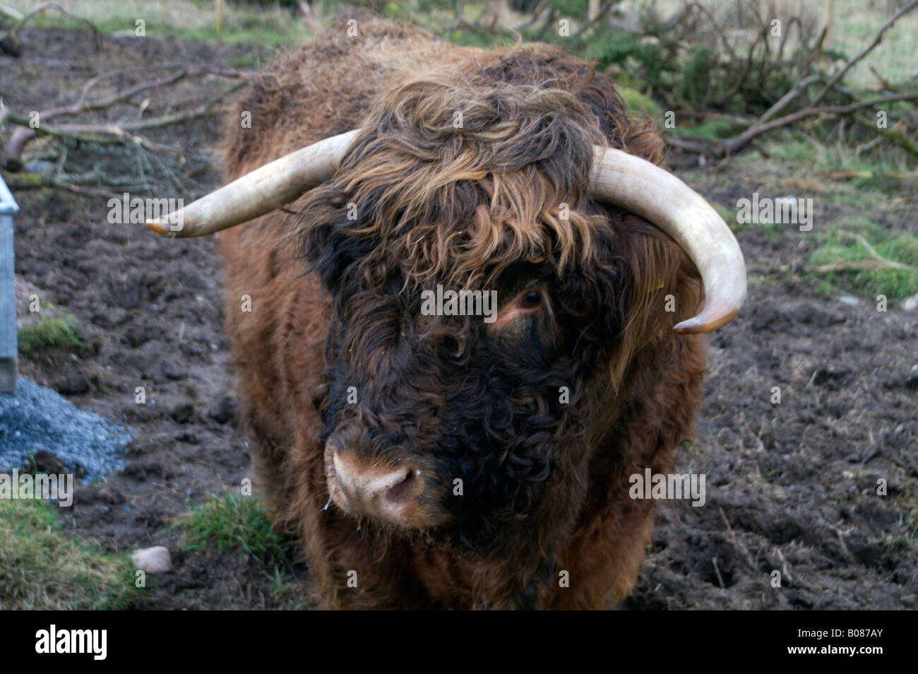 Highland Cow (Bull Stock Photo - Alamy