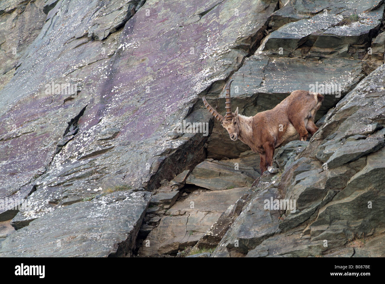 Alpine Ibex (Capra ibex), male standing on a rocky slope Stock Photo ...
