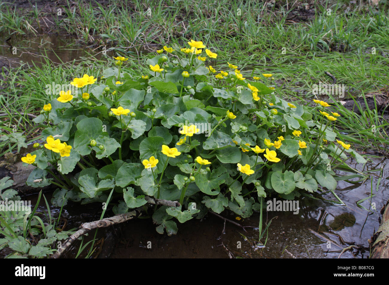 Marsh Marigold - Caltha palustris Stock Photo - Alamy