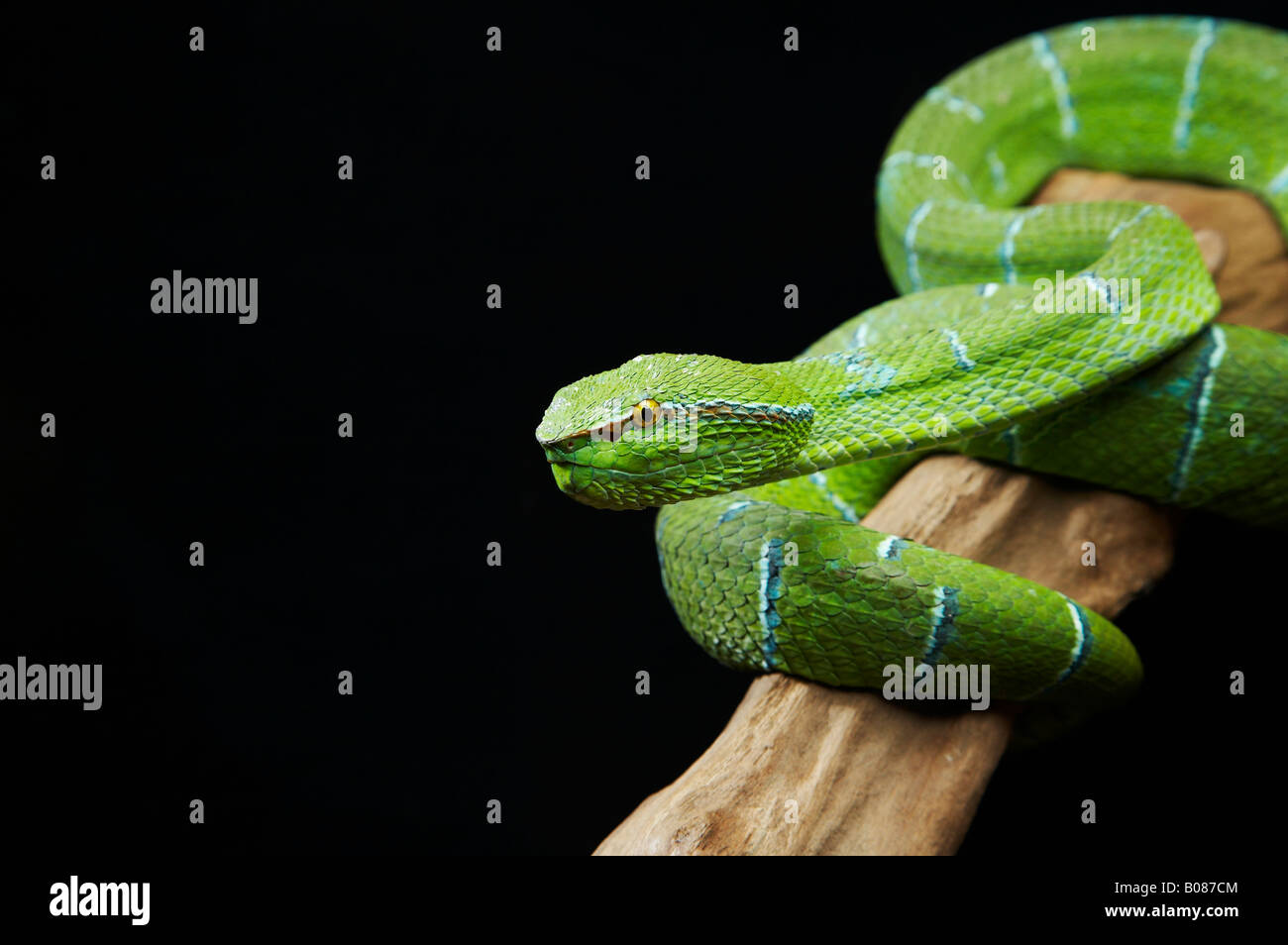 Pit Viper coiling on to of branch Stock Photo - Alamy