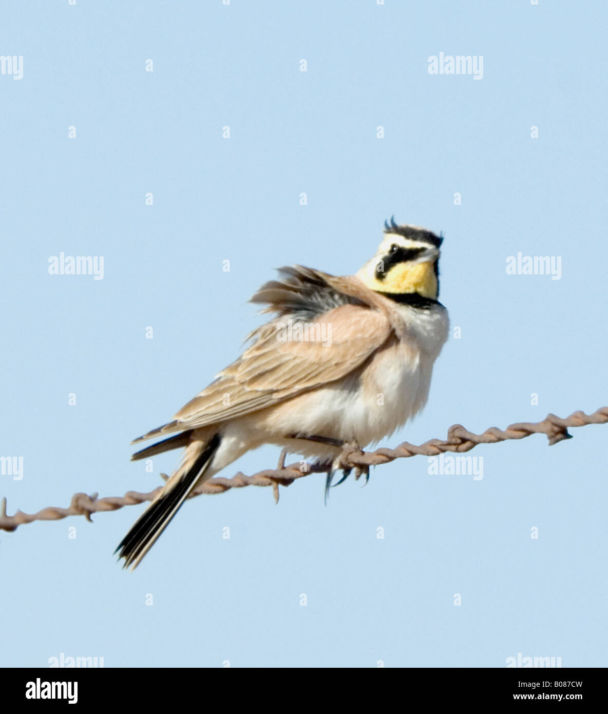 Horned lark hi-res stock photography and images - Alamy
