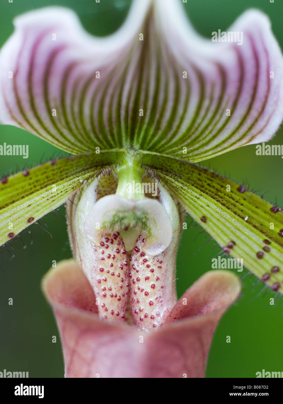 A beautiful flower blooming Stock Photo - Alamy