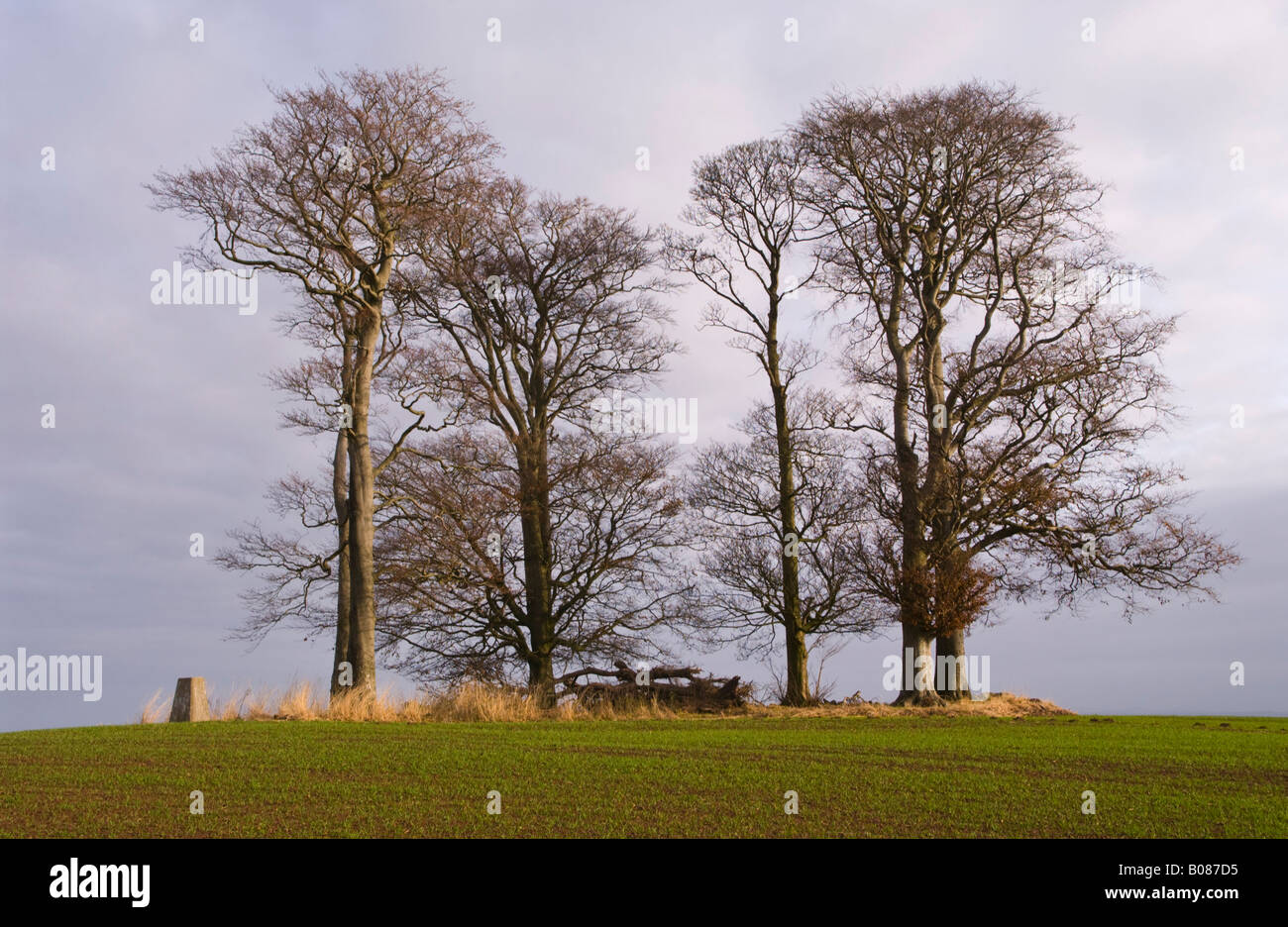 Beech trees and trig point on Cole's Tump a naturally formed mound on ...