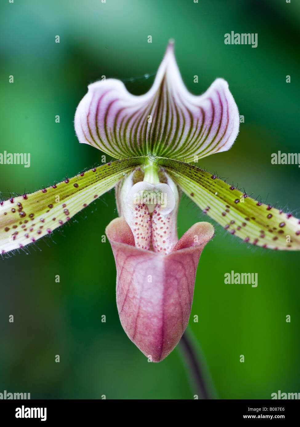 A beautiful flower blooming Stock Photo - Alamy