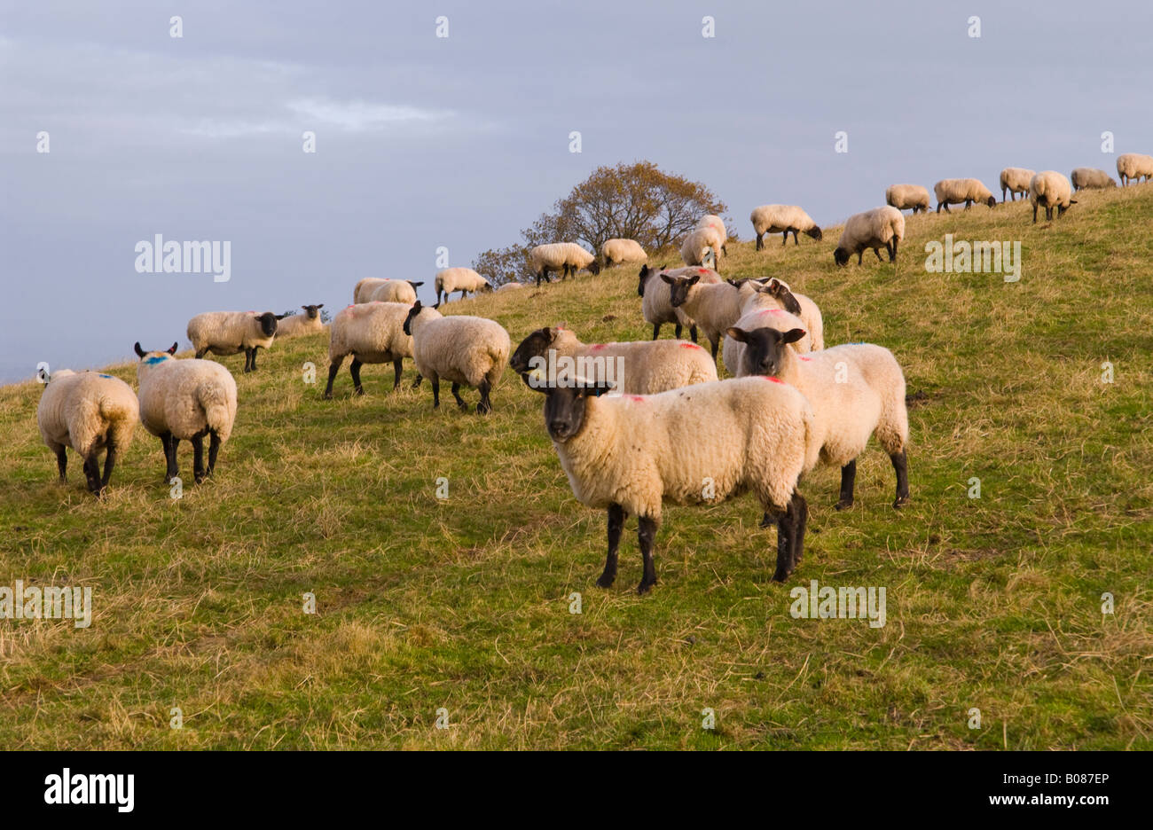 Sheep graze on Cole's Tump a naturally formed mound on hill in South ...