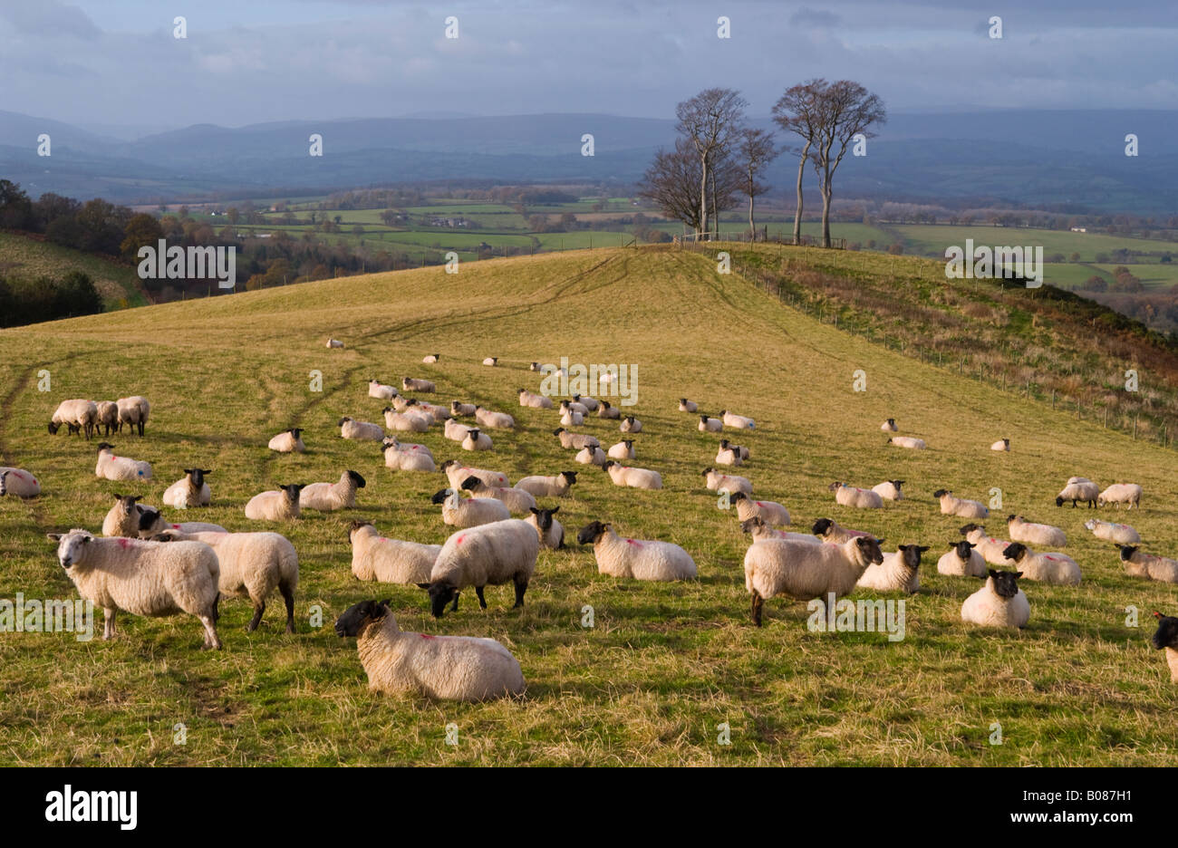 Sheep graze on Cole's Tump a naturally formed mound on ley line in ...