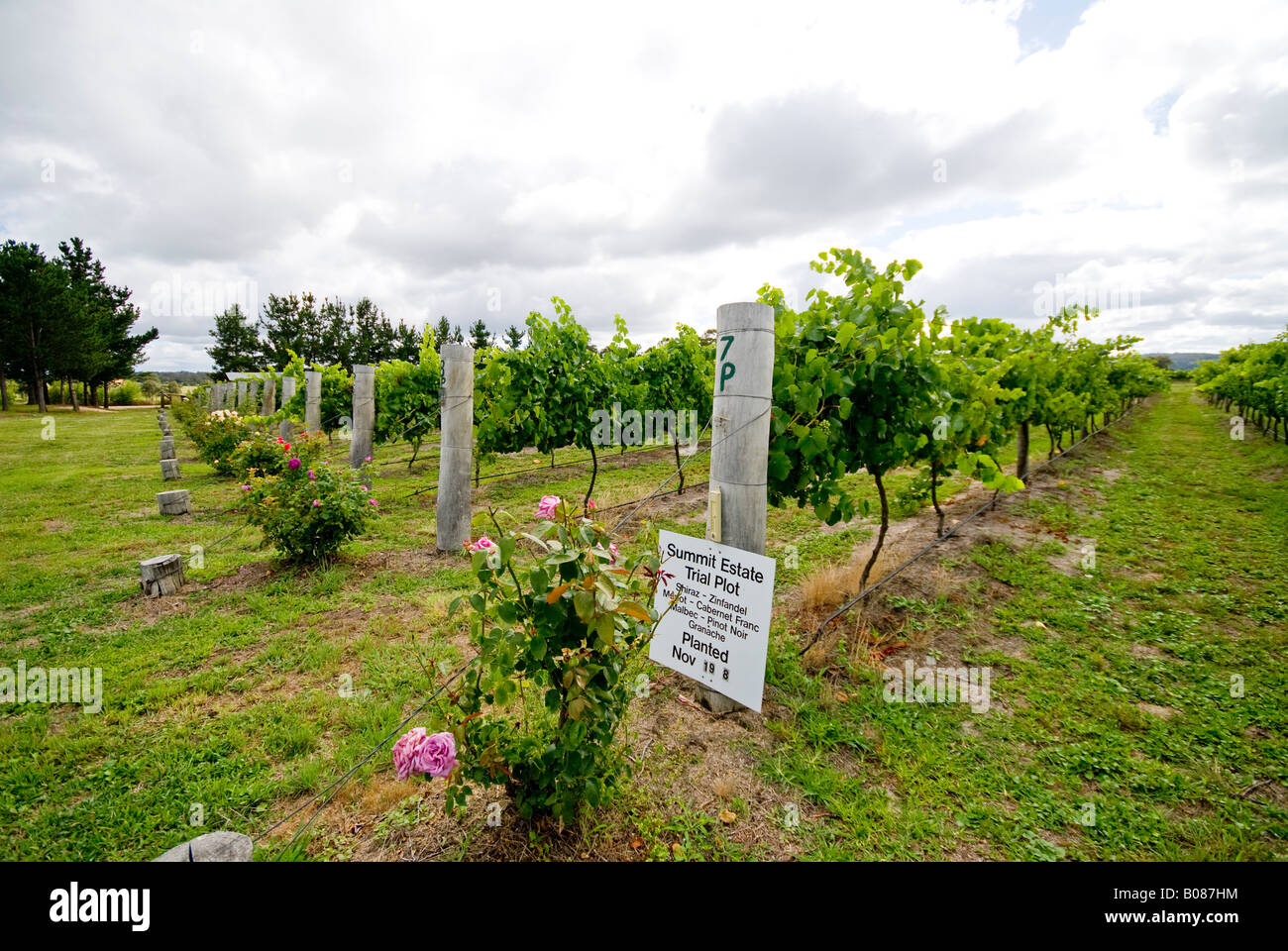 STANTHORPE, Queensland, Australia — Clusters of ripe wine grapes hang ...