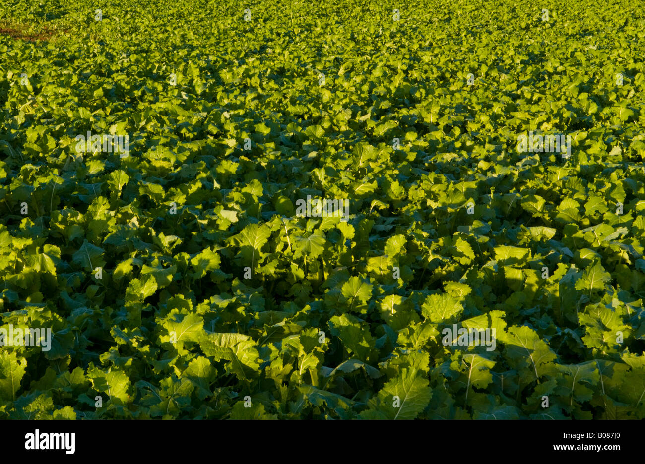 Field of turnips at Oldcastle Monmouthshire Wales UK Stock Photo - Alamy