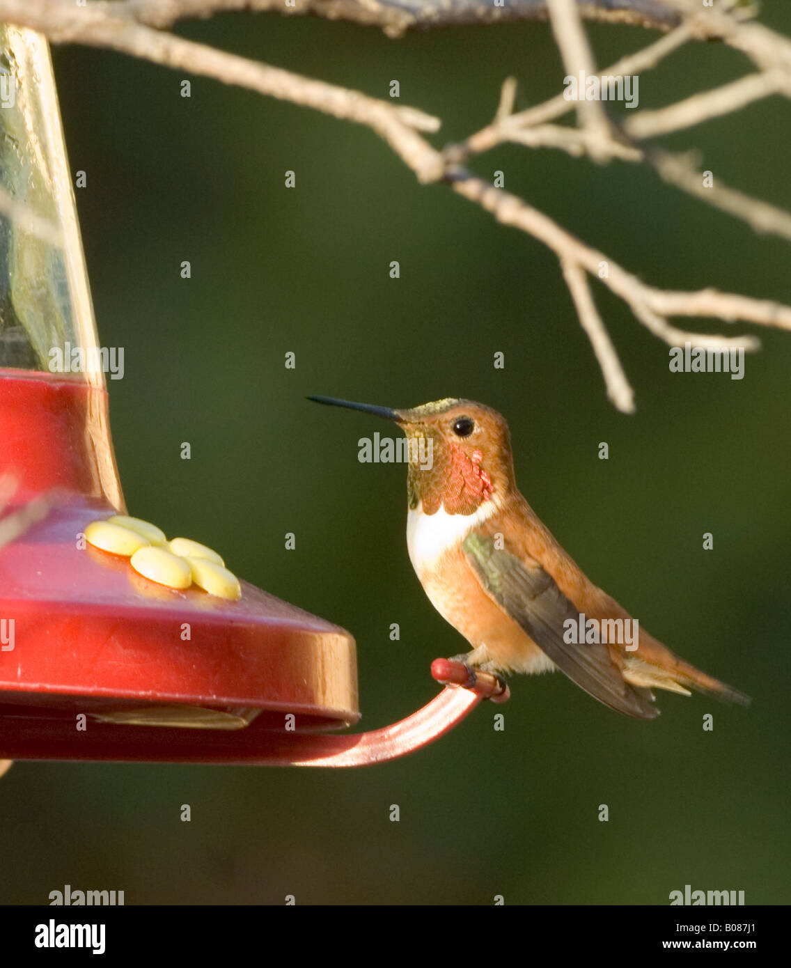 Broad tailed hummingbird Selasphorus platycercus Stock Photo - Alamy