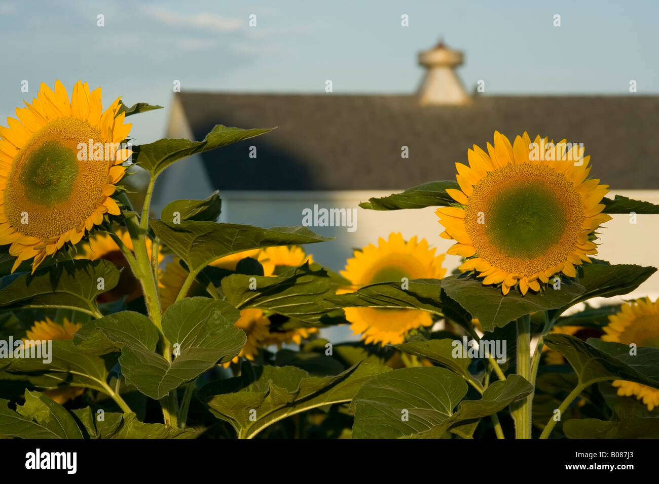 Photo of large sunflowers in front of a barn Stock Photo - Alamy