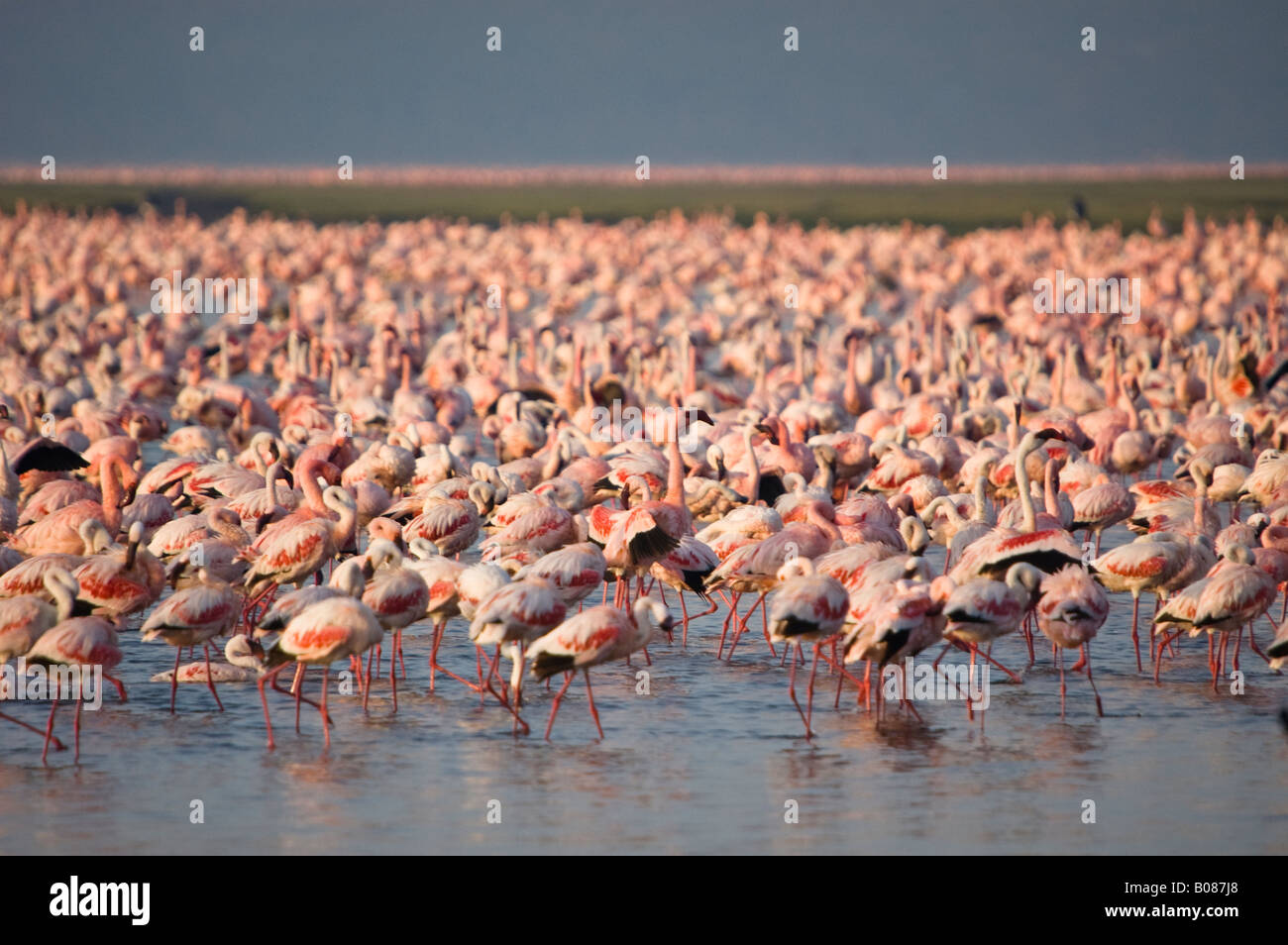 Thousands of lesser flamingos standing in the shallow waters of Lake ...