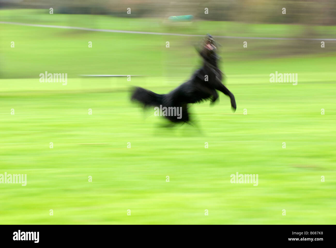 Black dog running after a ball showing a lot of blurry action as she ...